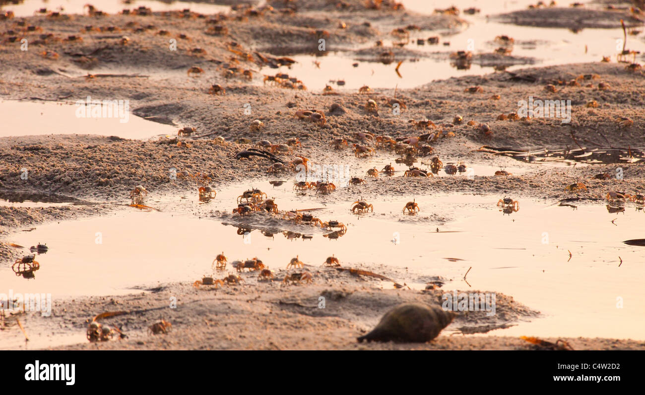 Fiddler crabs hi-res stock photography and images - Alamy