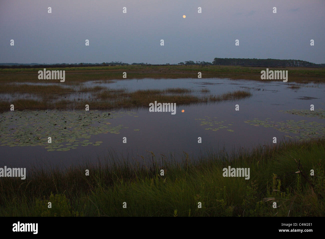 Full moon rising over marsh in St Marks National Wildlife Refuge ...