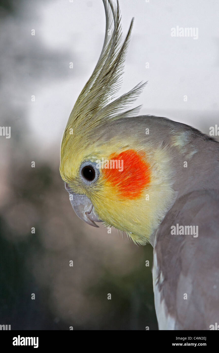 Close-up of a pet Cockatiel Stock Photo - Alamy