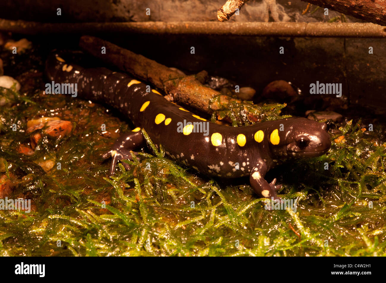 A Yellow-spotted Salamander Stock Photo - Alamy