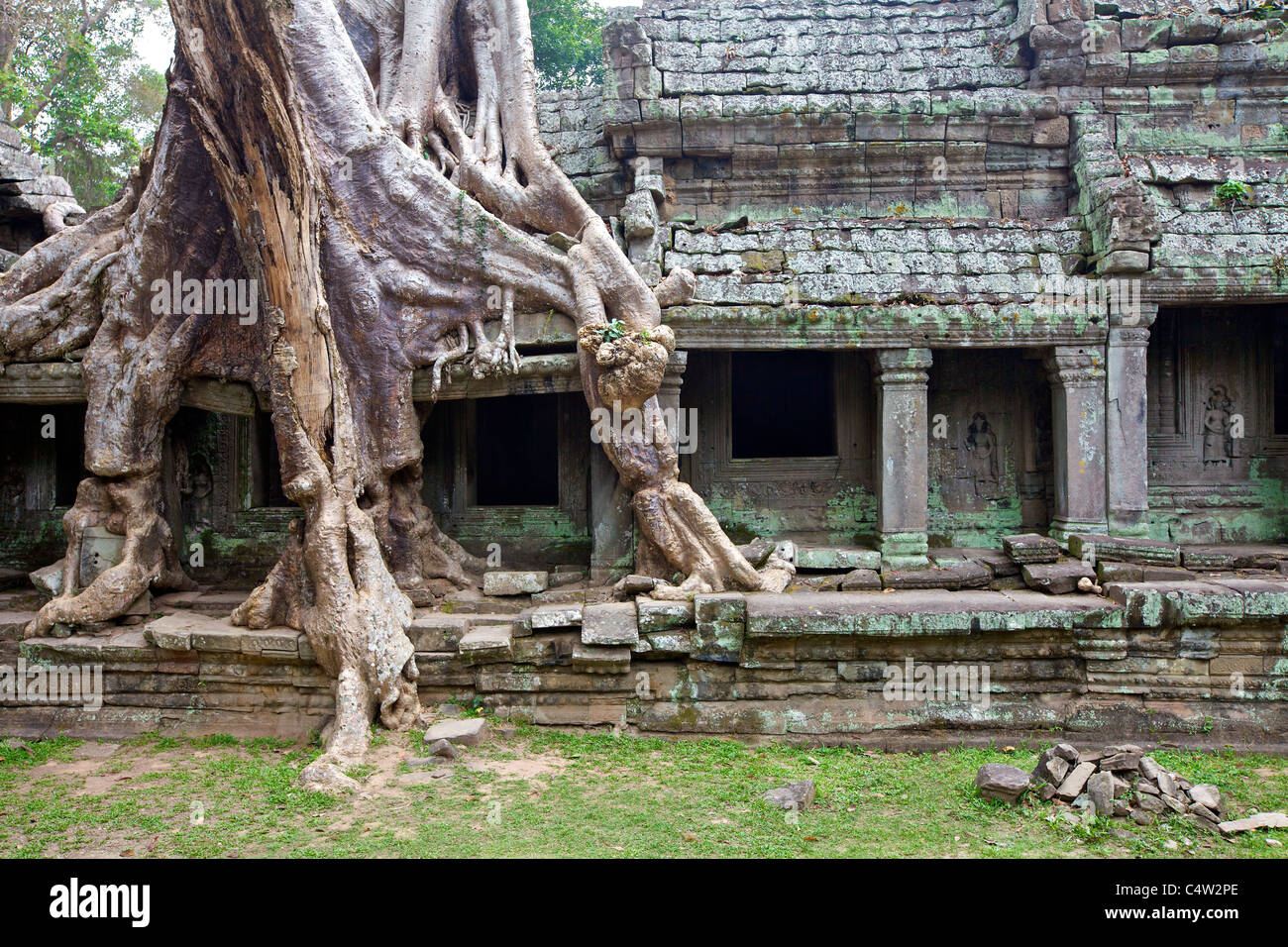 Sycamore tree roots hi-res stock photography and images - Alamy
