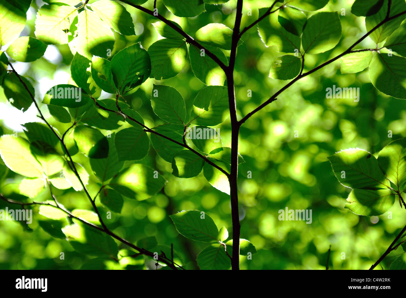 Light through canopy hi-res stock photography and images - Alamy