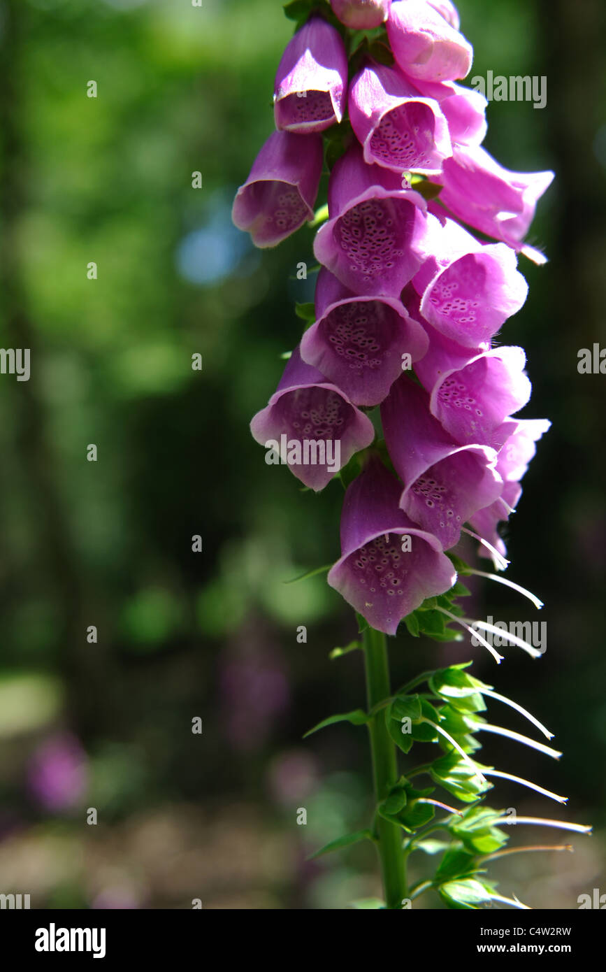 Sunlight catching foxglove flowers in a wood Stock Photo - Alamy