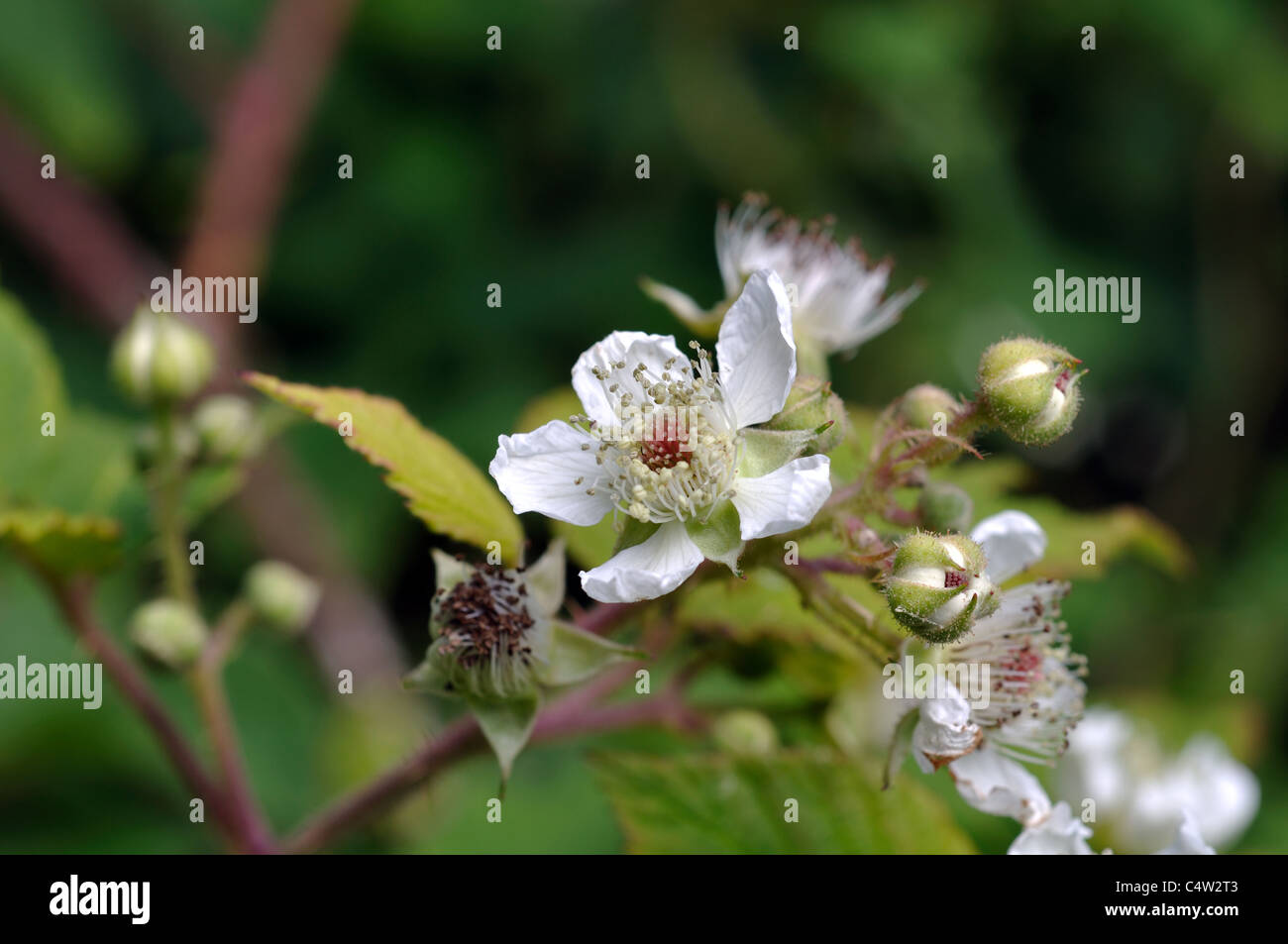 Bramble flowers, Rubus fruticosus Stock Photo - Alamy