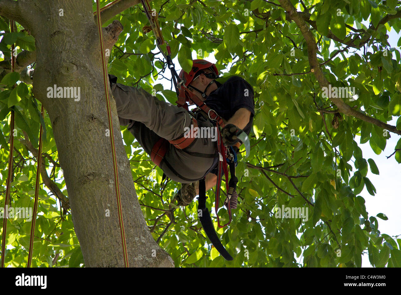 A tree surgeon (arborcultalist) suspended from a walnut tree wearing a ...