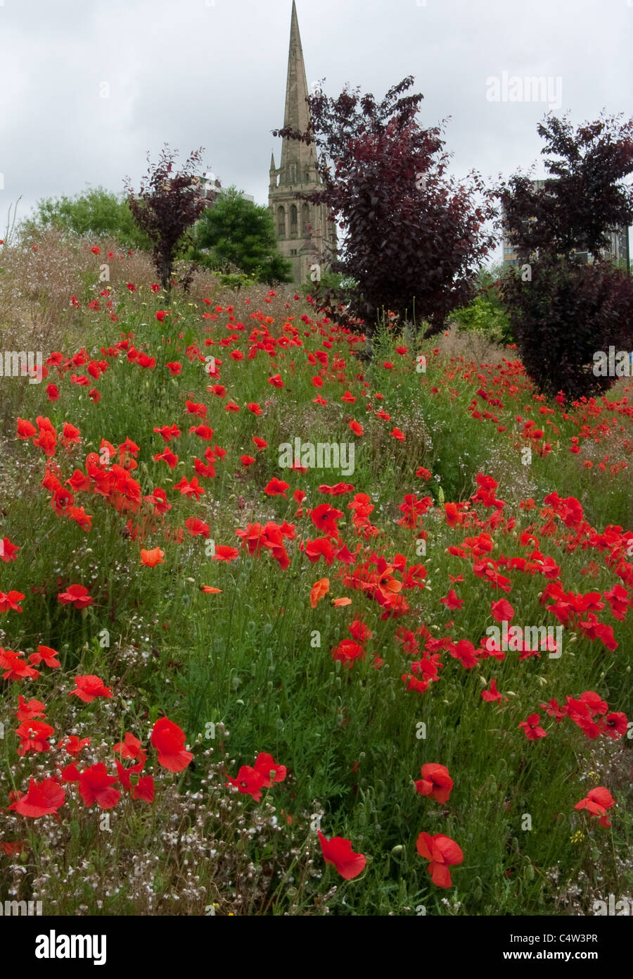 A display of poppies in an urban area with a church spire in the ...
