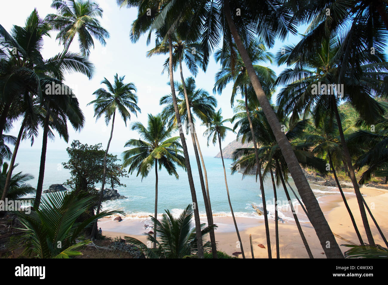 Palm trees and beach, Goa, India Stock Photo - Alamy