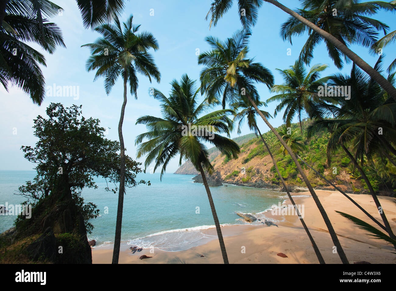 Palm trees and beach, Goa, India Stock Photo - Alamy