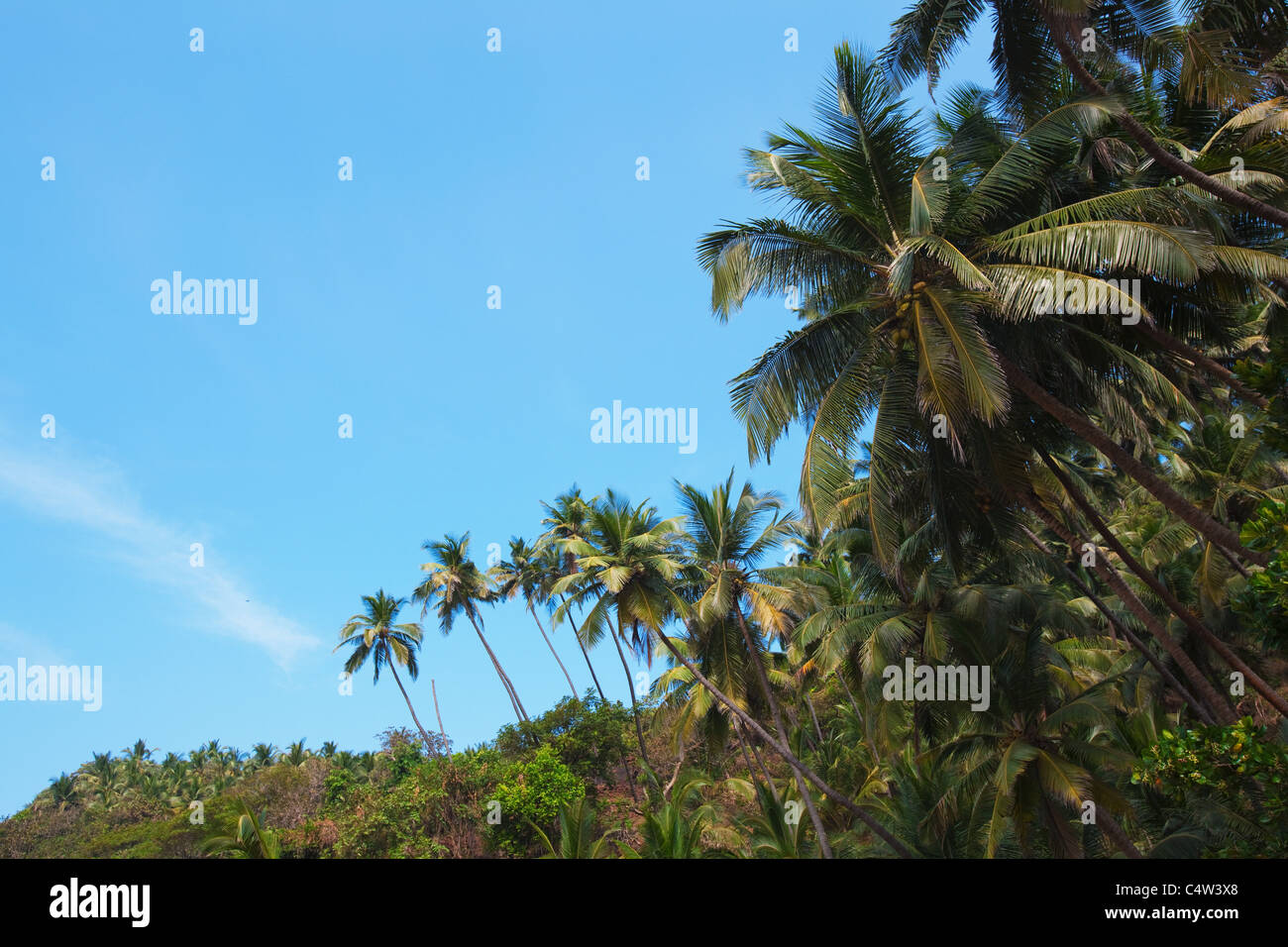 Palm trees, Goa, India Stock Photo - Alamy