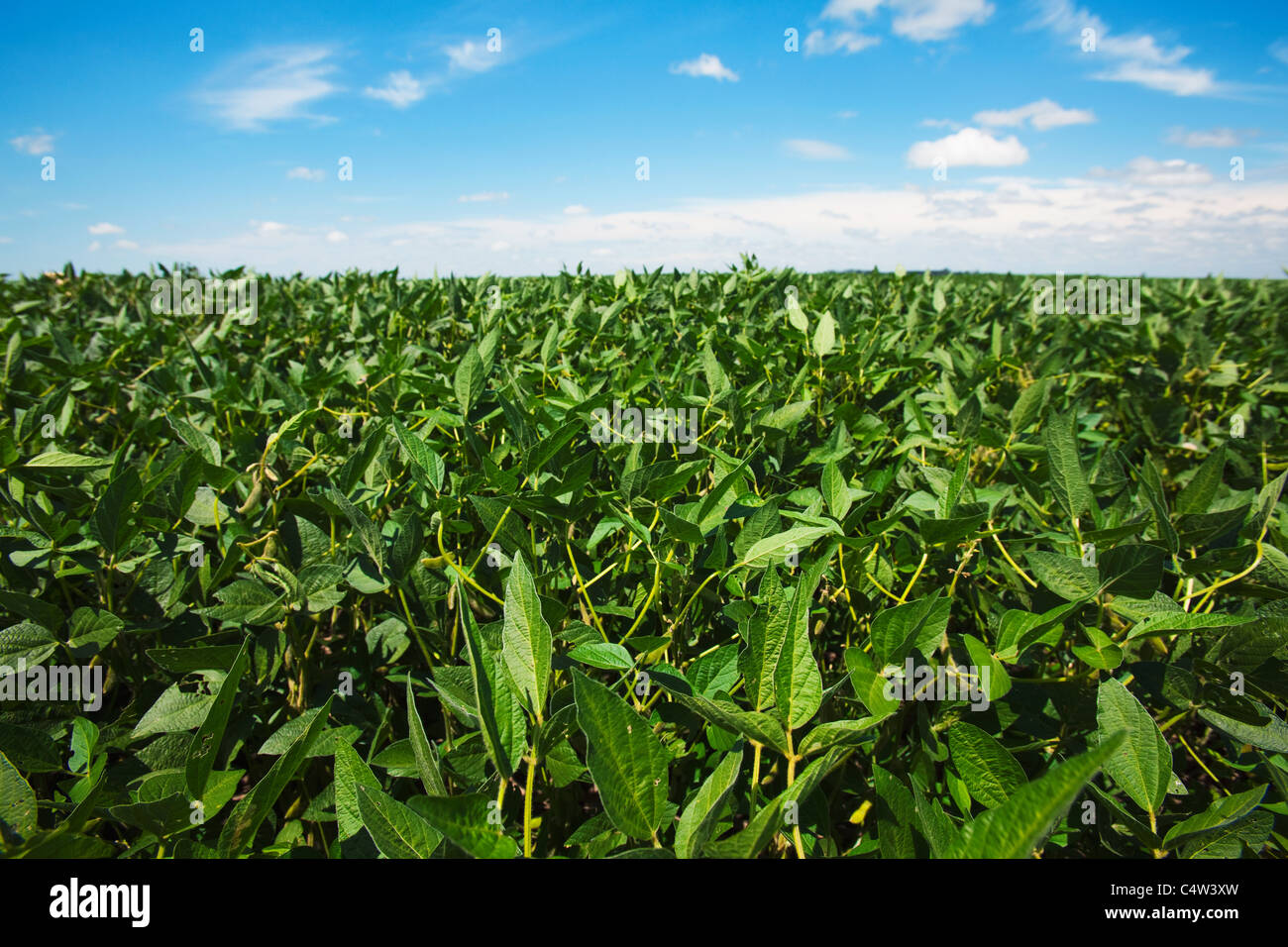 Soy field, Argentina Stock Photo - Alamy
