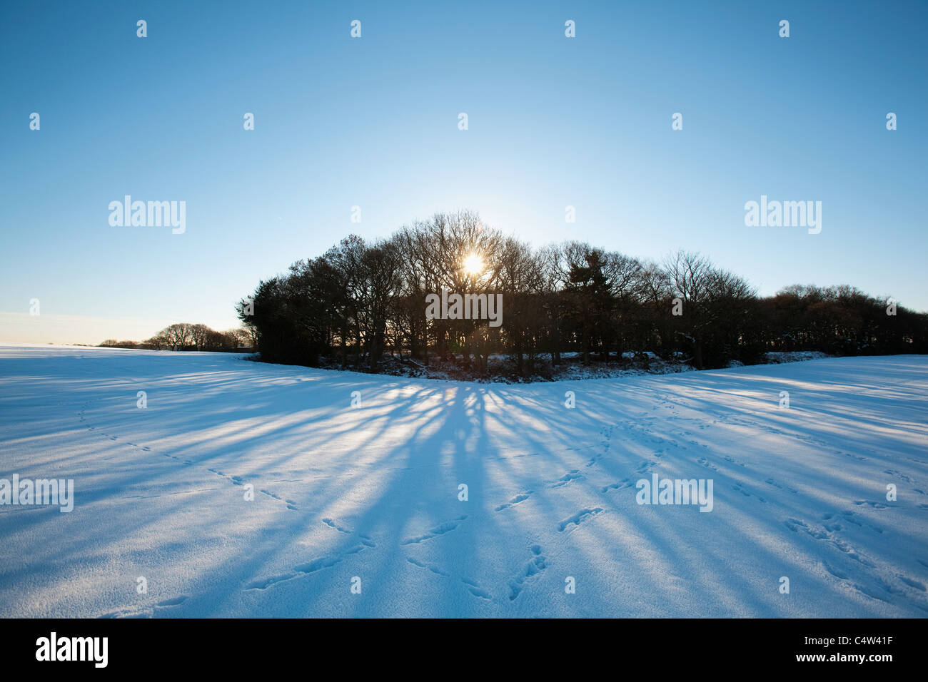 Trees and snow covered field, Warrington, UK Stock Photo - Alamy