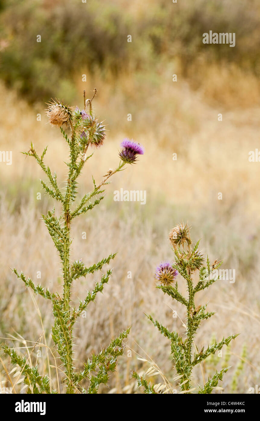Israel national flower hi-res stock photography and images - Alamy