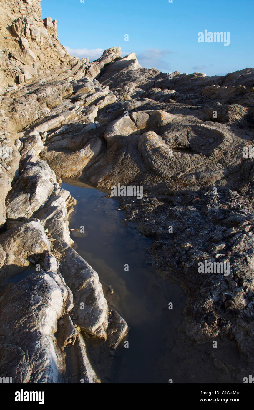 The Fossil Forest, Lulworth Cove, Dorset. The ring shapes are the ...