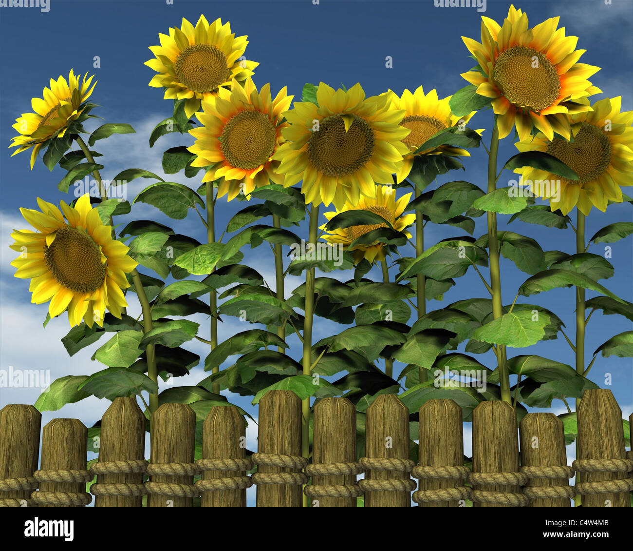 Sunflower garden fence hi-res stock photography and images - Alamy