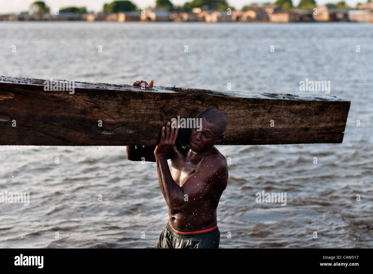 A Colombian worker carries a heavy timber from the Pacific rainforest ...