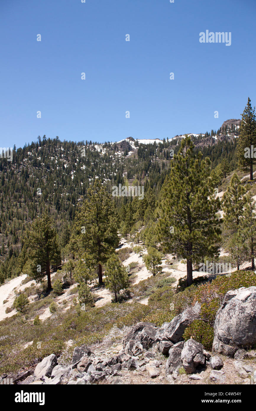 A heavily forest range in the sierra nevadaas Stock Photo - Alamy