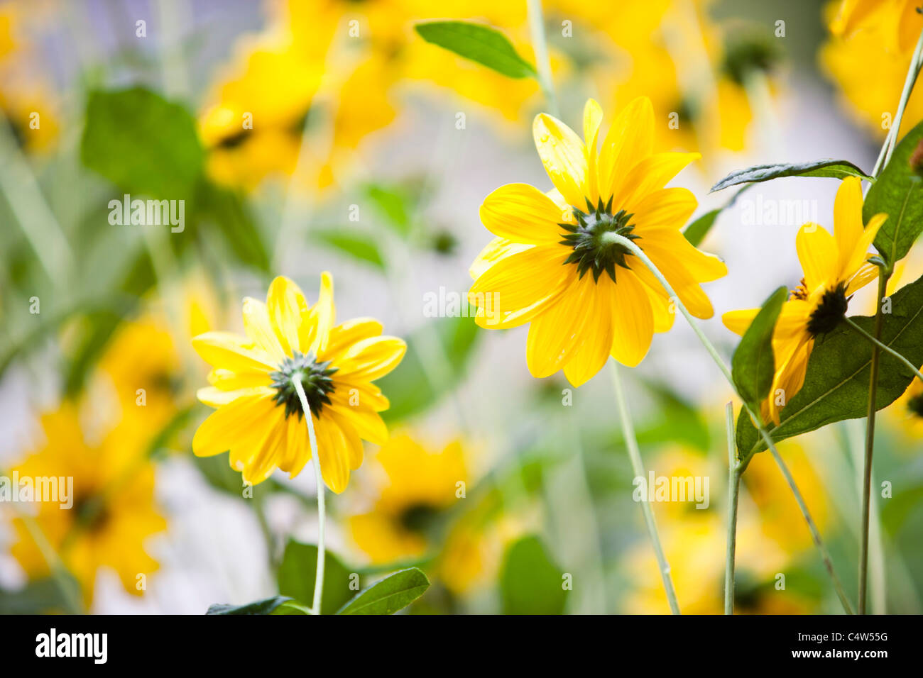 Worms eye view yellow flowers hi-res stock photography and images - Alamy