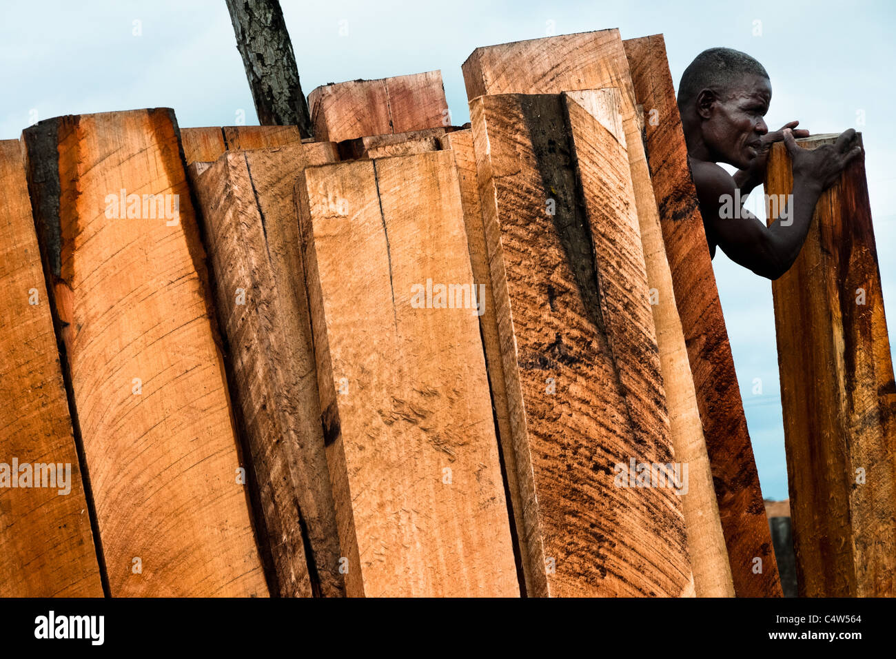 A Colombian worker push a timber from the Pacific rainforest at a ...