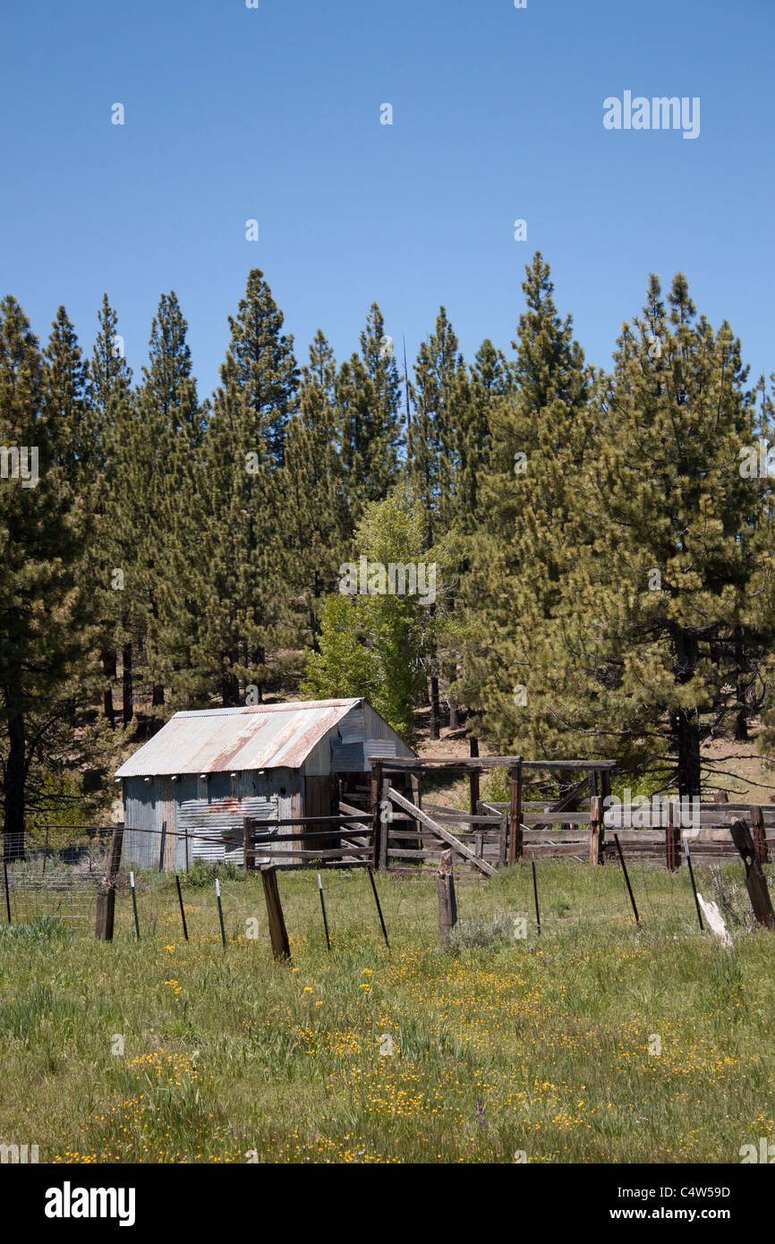 An old rusty cabin/shack/hut in a forest meadow Stock Photo - Alamy