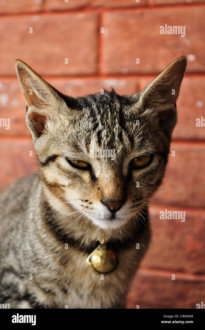 Portrait of Cat, Pashupatinath Temple, Kathmandu, Bagmati ...