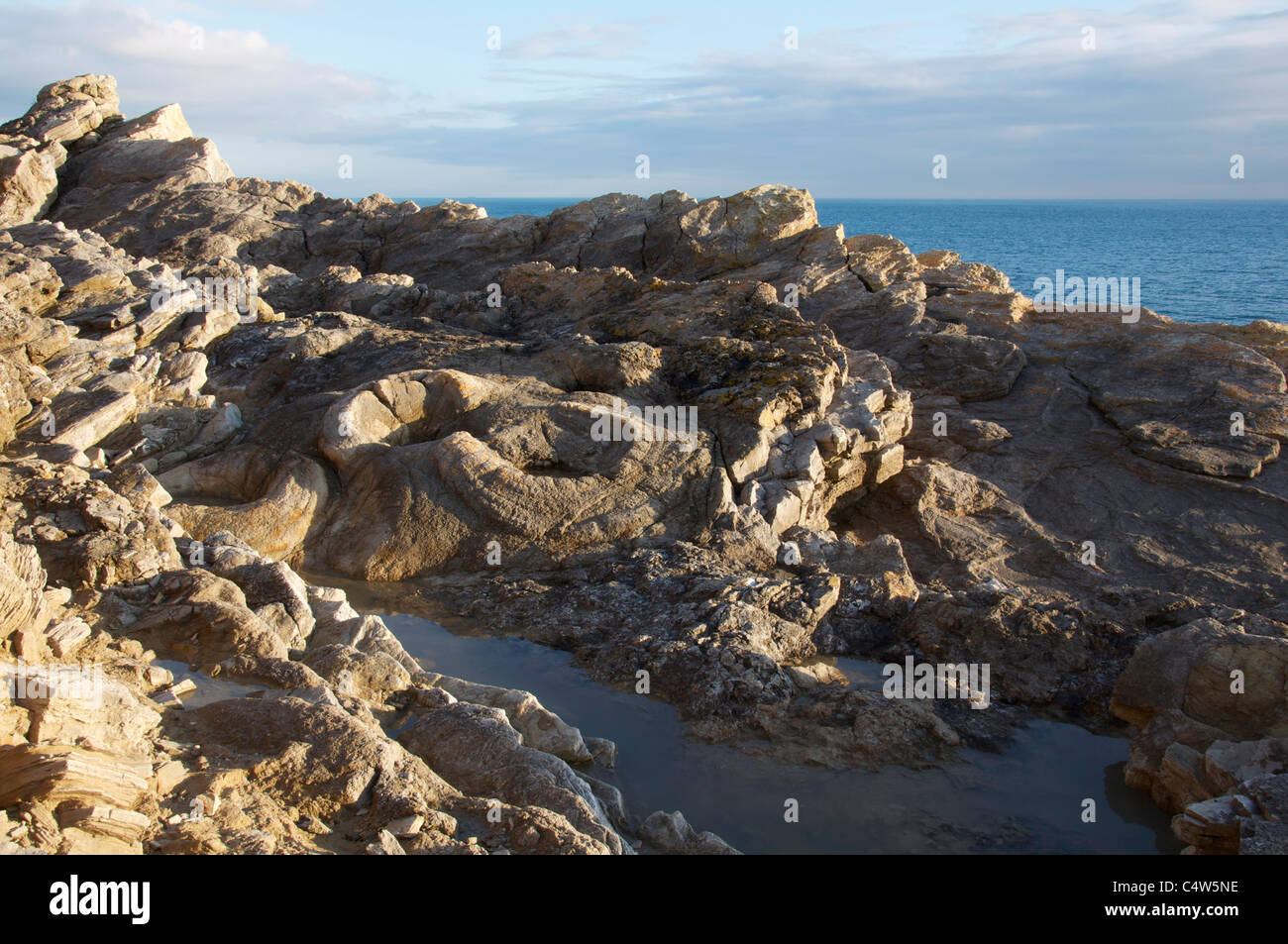 The Fossil Forest, Lulworth Cove, Dorset. The ring shapes are the ...