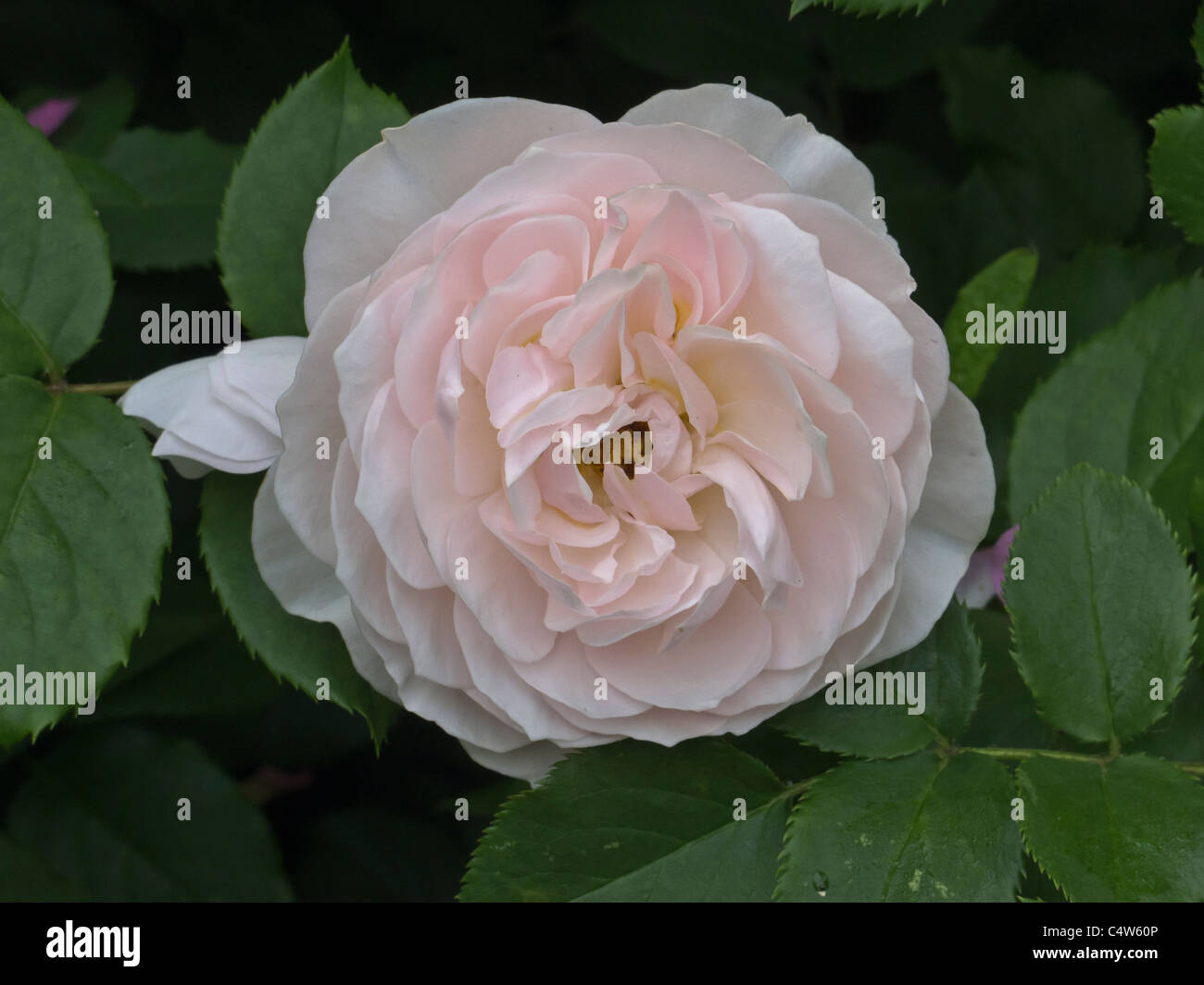 Shakespeare gardens in Central Park, New York City pink roses Stock ...