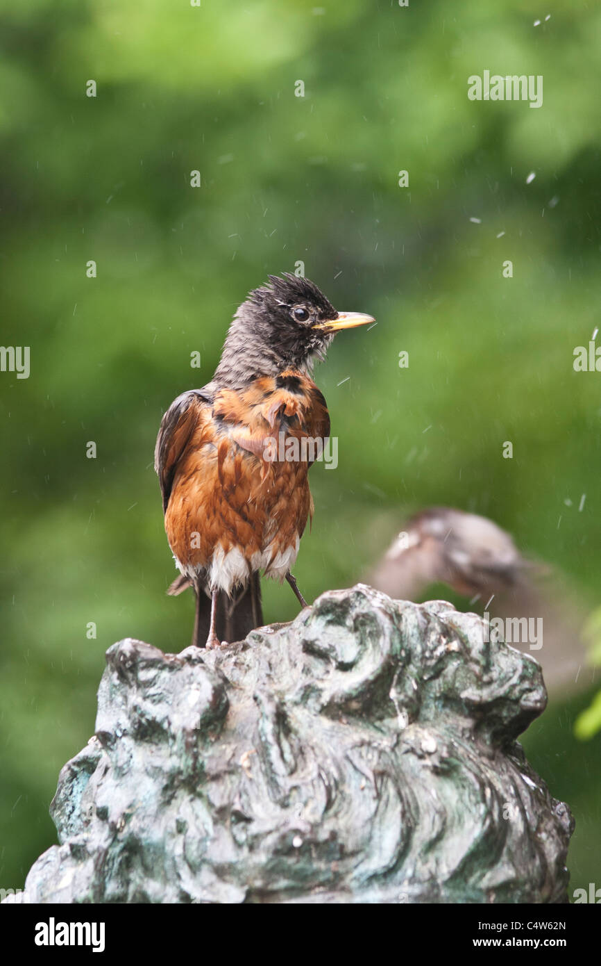 Wet robin hi-res stock photography and images - Alamy
