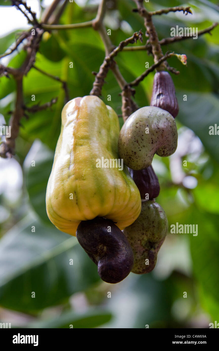 Cashew nut (Anacardium occidentale), ripe fruits on tree, Sri Lanka ...