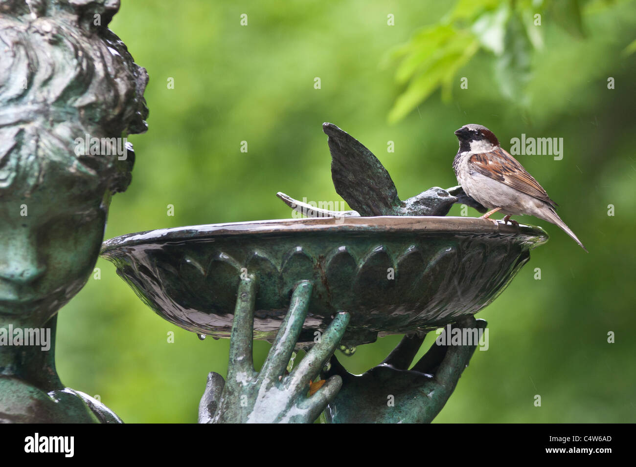 Sparrows playing and drinking in bird bath Stock Photo - Alamy
