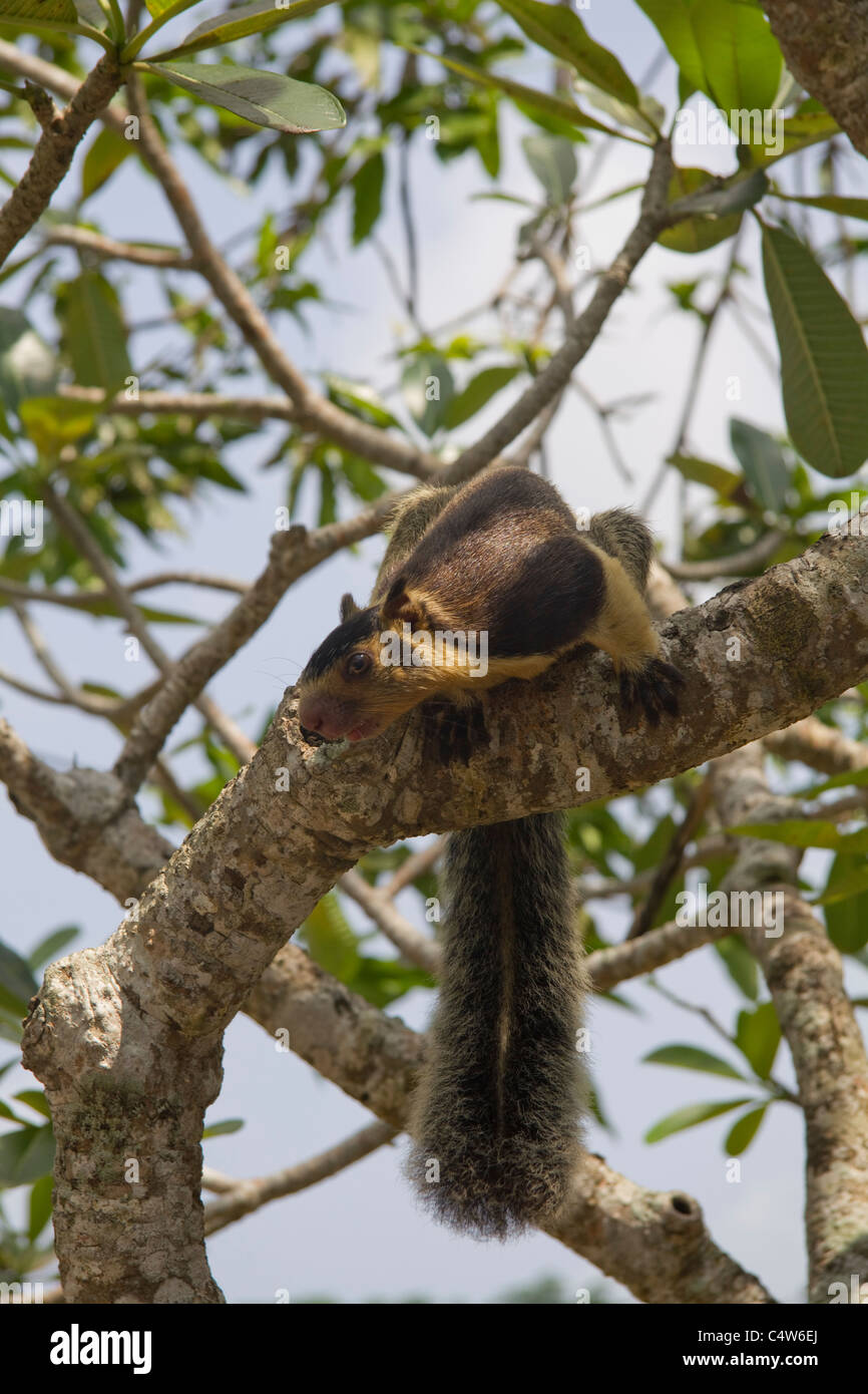 Giant squirrel on tree hi-res stock photography and images - Alamy