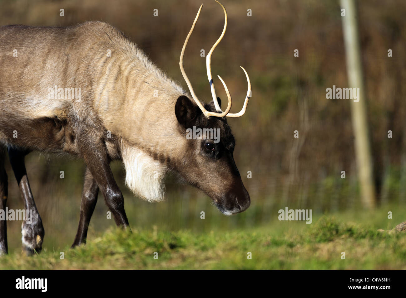 Caribou / Reindeer (Rangifer tarandus Stock Photo - Alamy