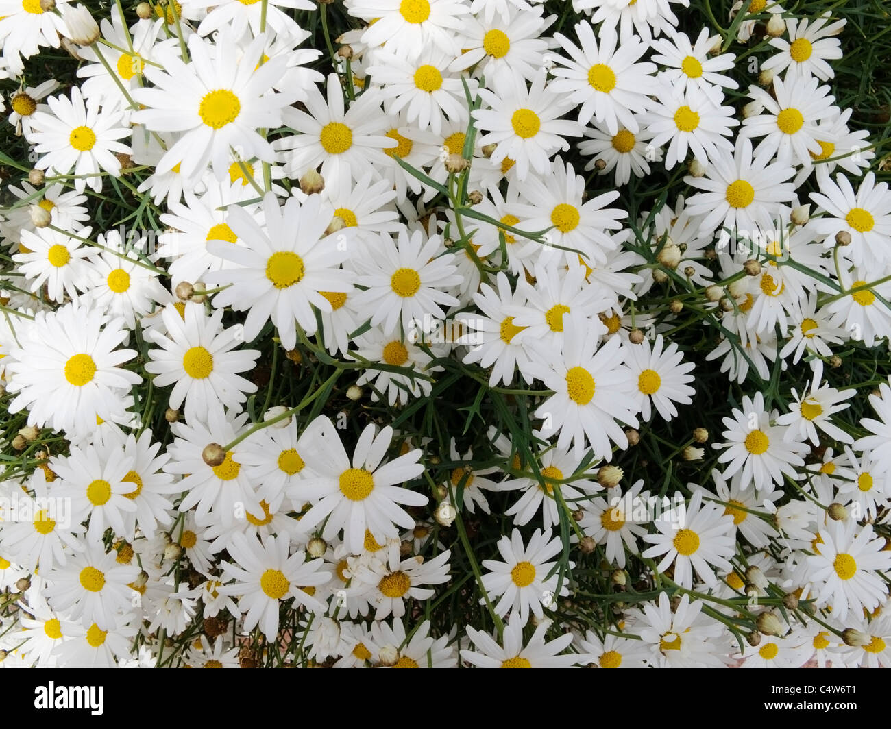Yellow daises hi-res stock photography and images - Alamy