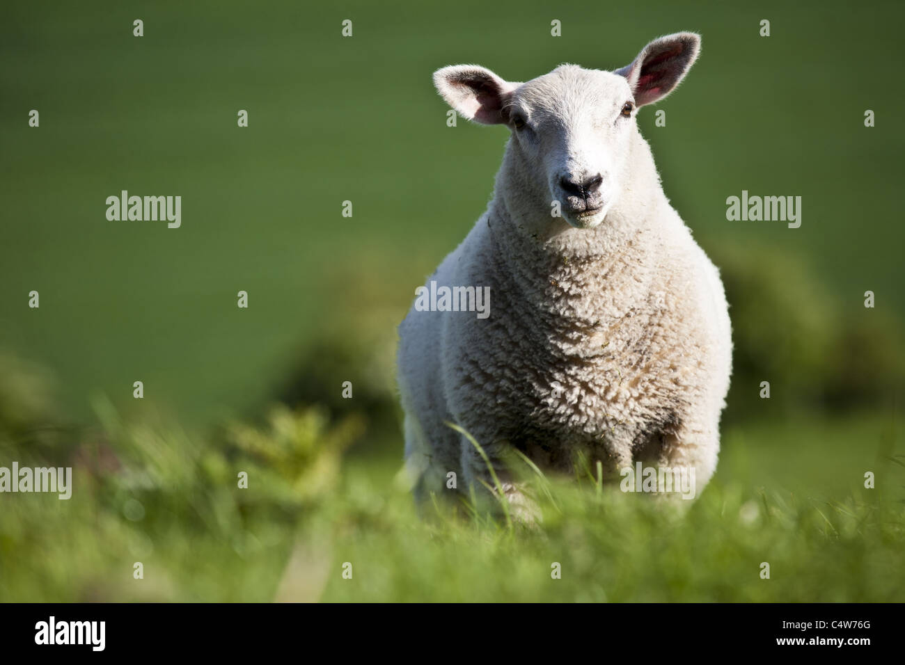Single sheep looking over the top of hill Stock Photo - Alamy