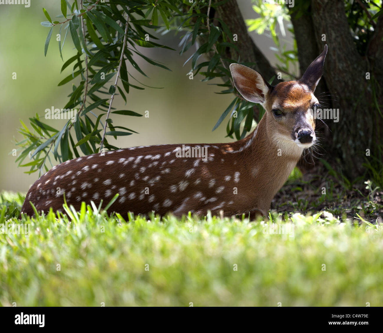 Fawn With Spots High Resolution Stock Photography and Images - Alamy