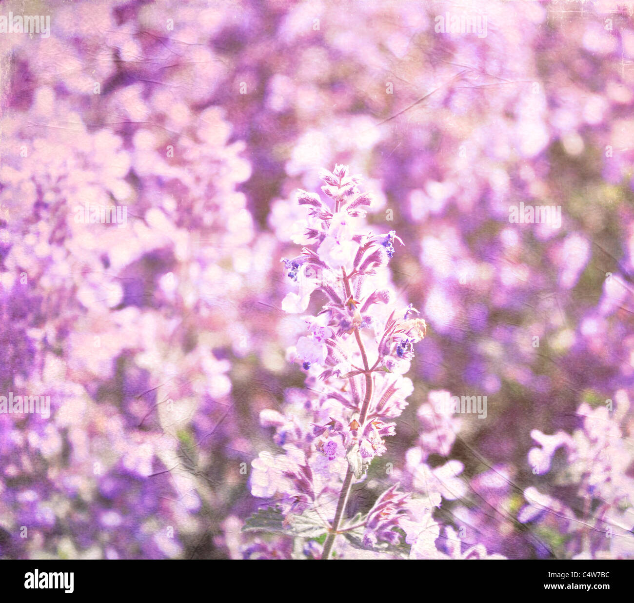Purple soft hi-res stock photography and images - Alamy