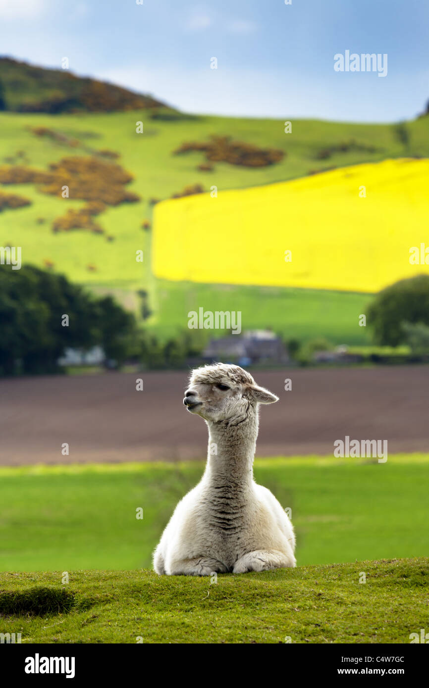 Scotland sitting hi-res stock photography and images - Alamy