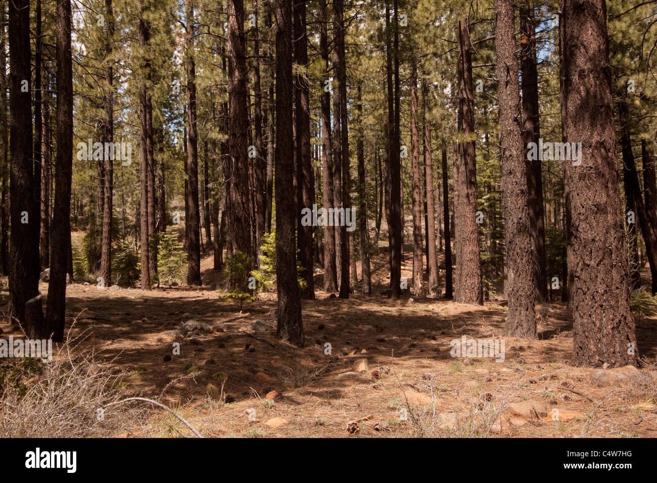 Getting in touch with nature in the forest. adventure wild beautiful ...