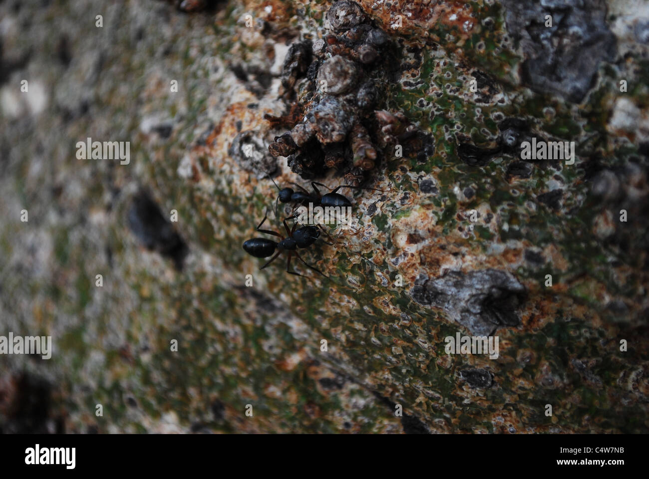 tropical ant close-up Stock Photo - Alamy