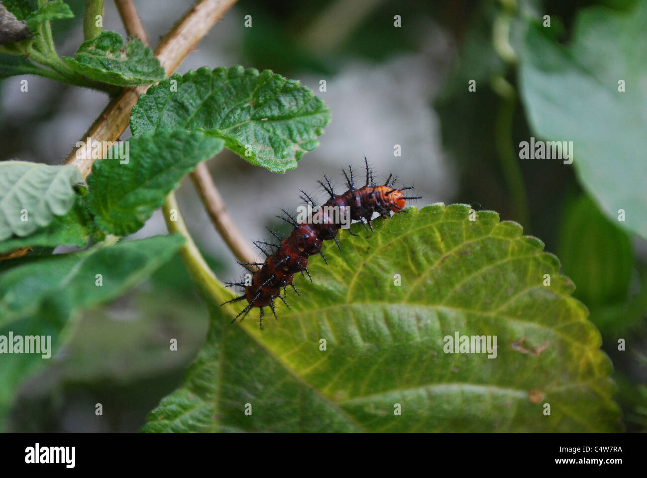 Caterpillar season hi-res stock photography and images - Alamy