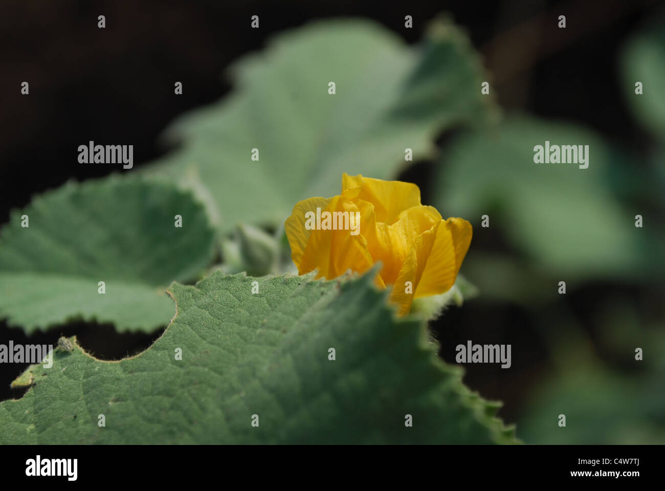 Indian mallow plant hi-res stock photography and images - Alamy