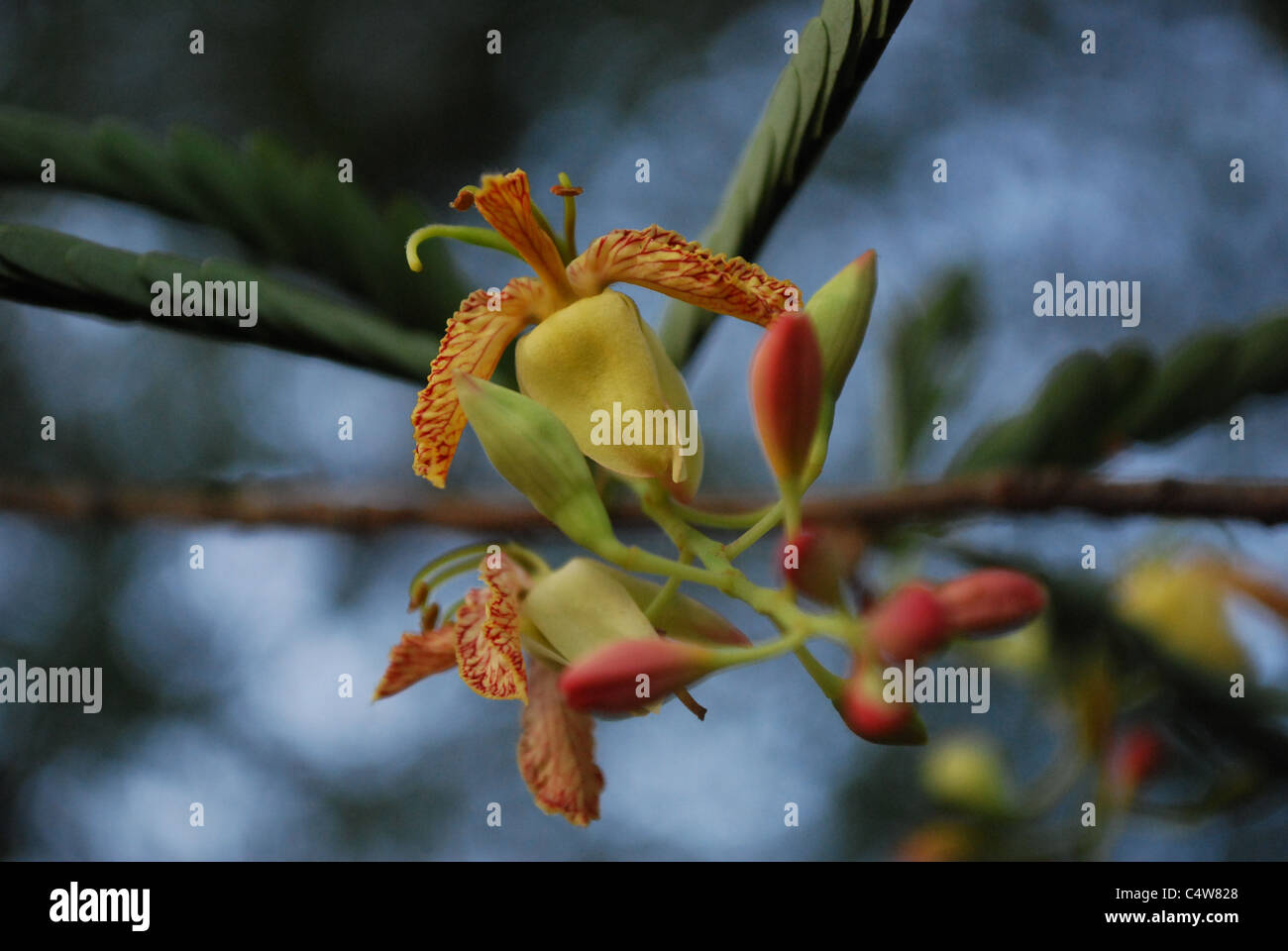 Tamarind flower hi-res stock photography and images - Alamy