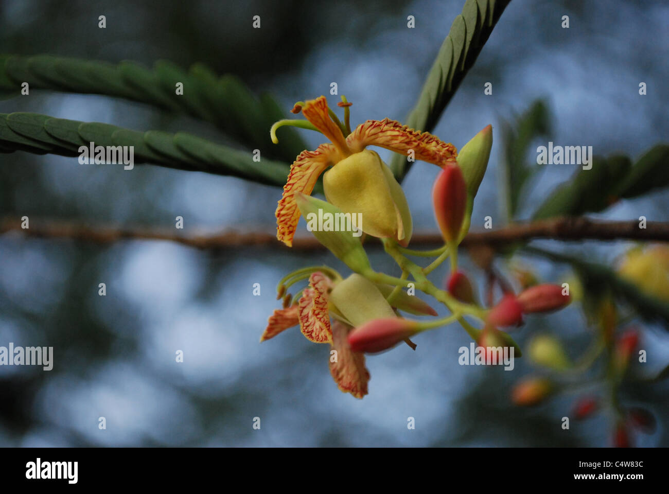 tamarind flower close-up Stock Photo - Alamy