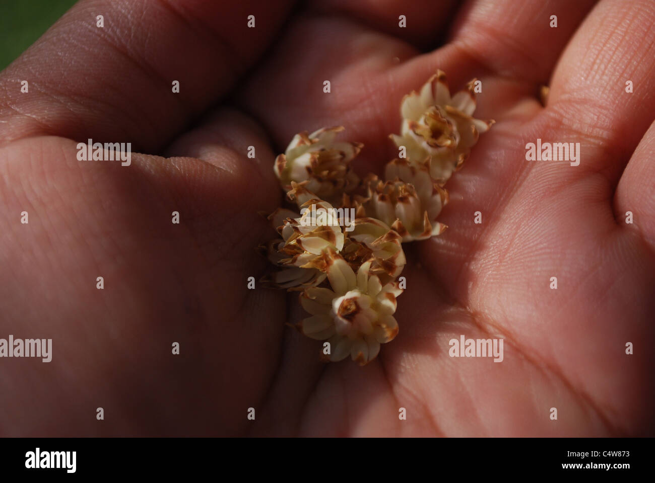 Sapota flower hi-res stock photography and images - Alamy