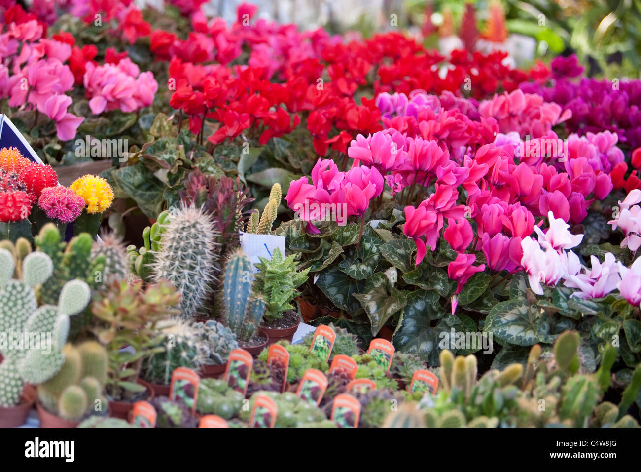 Market stall selling cactus house plants Savona Italy Stock Photo - Alamy