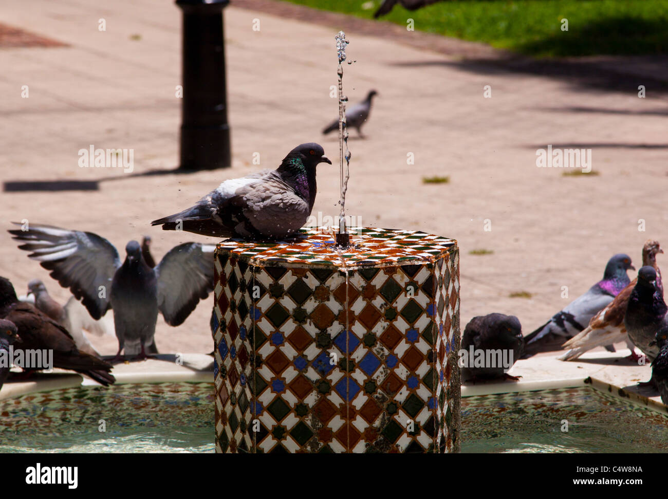 Pigeon drinking in a fountain hi-res stock photography and images - Alamy