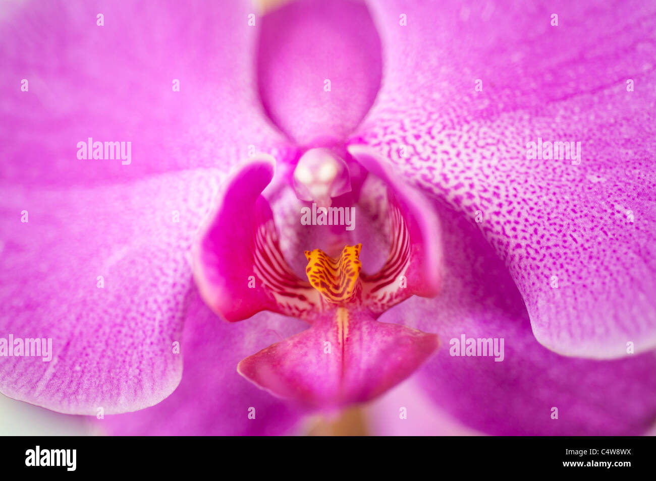 Puerto Rico, Old San Juan, close up of purple orchid flower Stock Photo ...