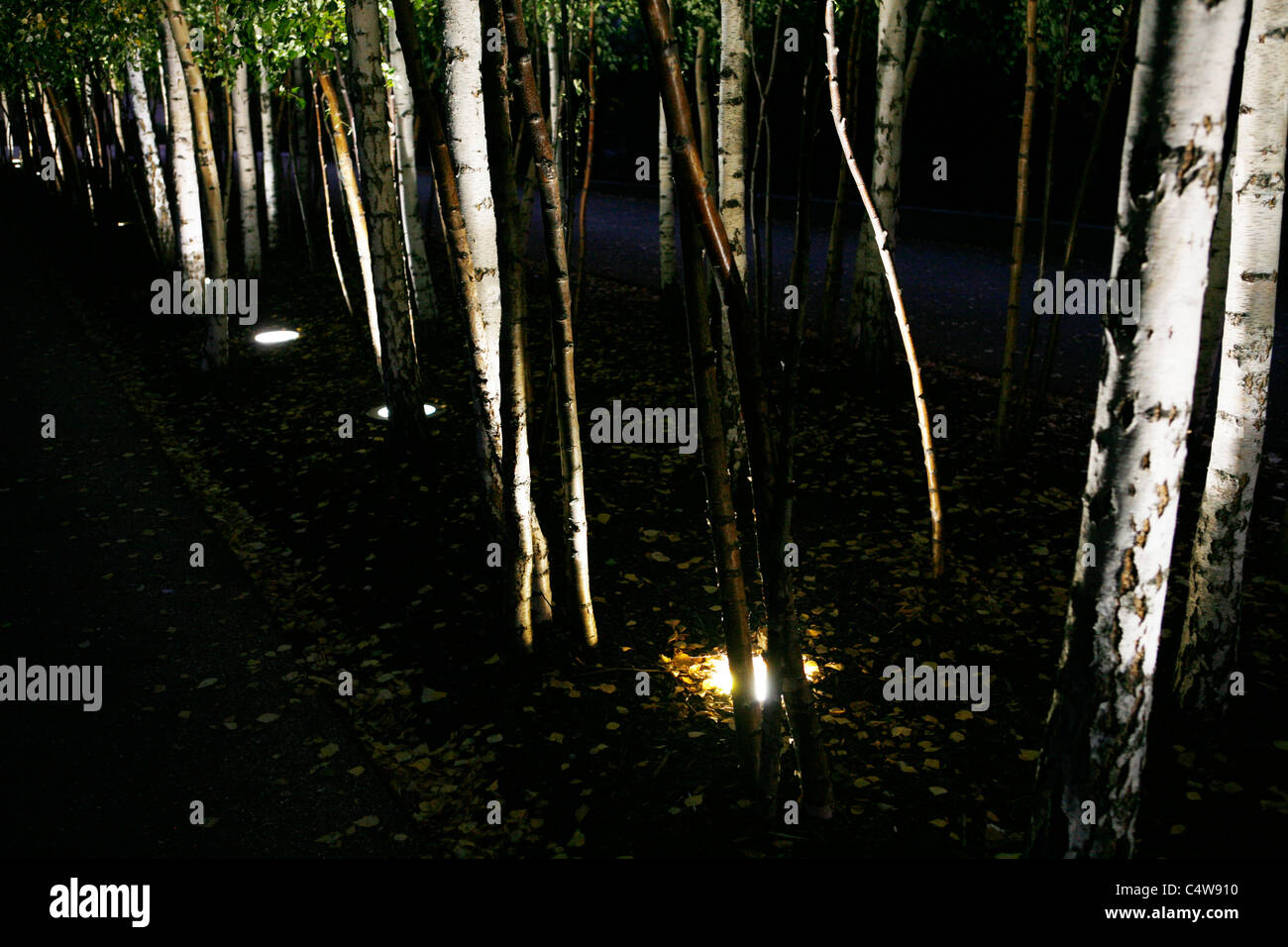 Birch trees tate hi-res stock photography and images - Alamy