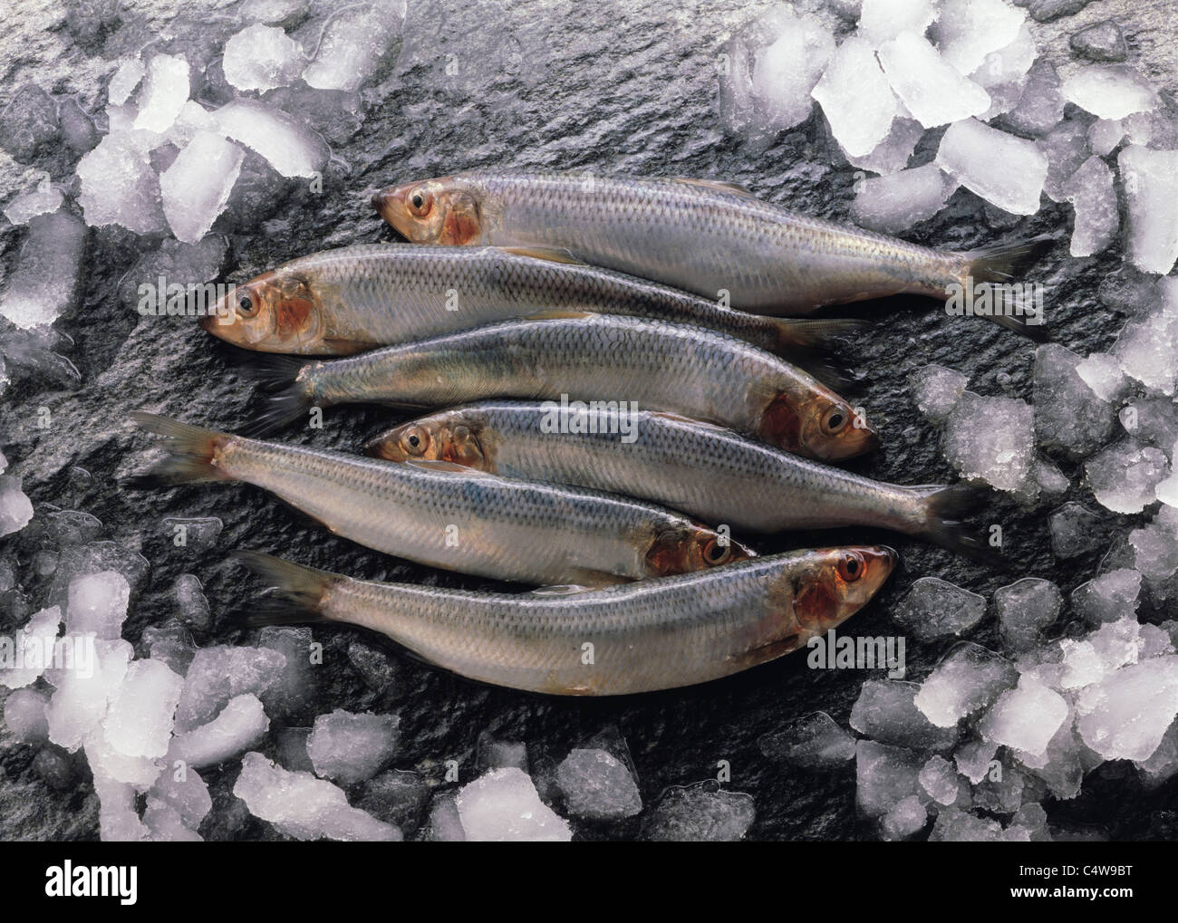 Grandpagermany hi-res stock photography and images - Alamy