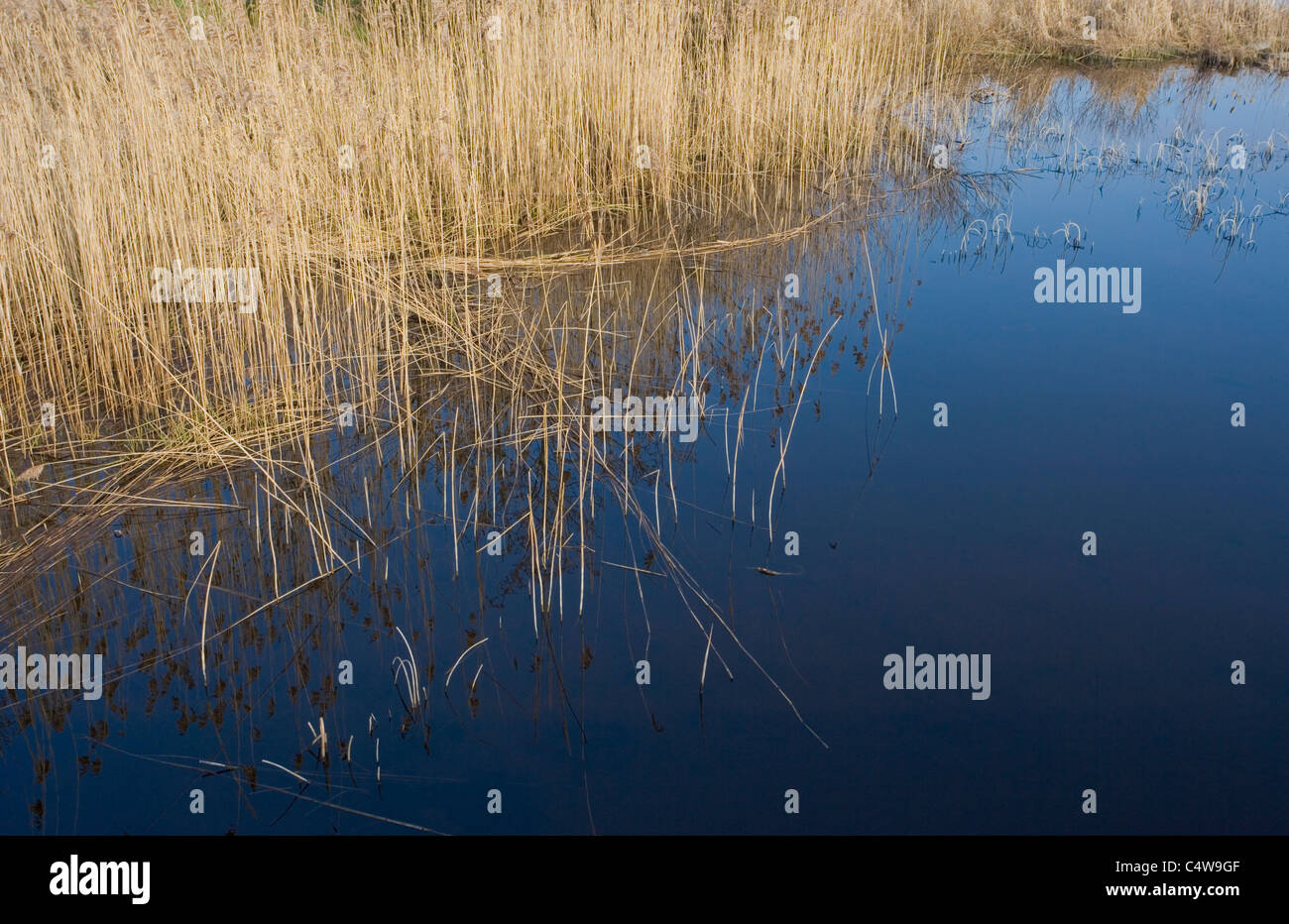 Common Shoreline Plant High Resolution Stock Photography and Images - Alamy