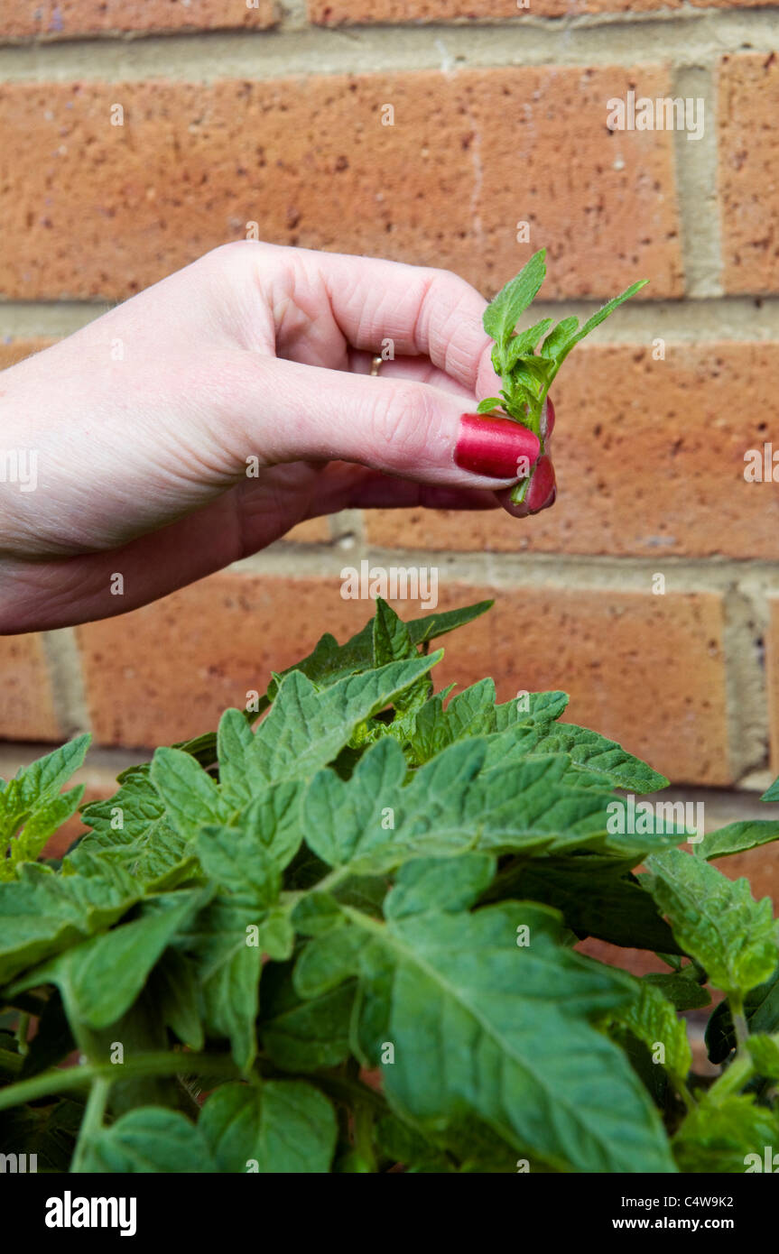 Pinching out tomatoes hi-res stock photography and images - Alamy
